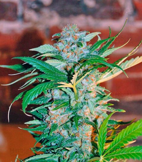 Semillas Feminizada Wild Rose - Sweet Seeds - Natural Design