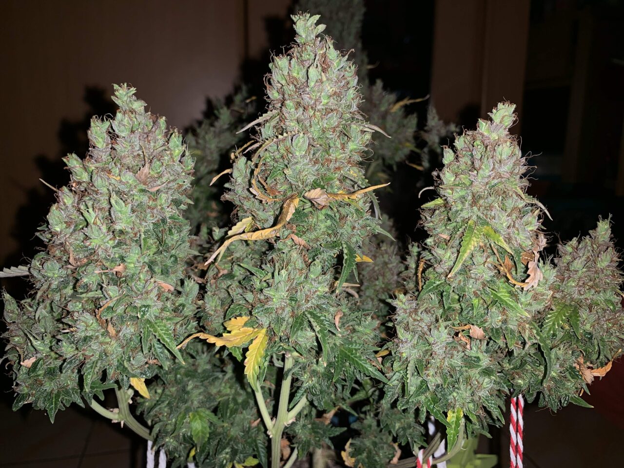 Semillas Auto Hindu Kush - Sensi Seeds - Natural Design