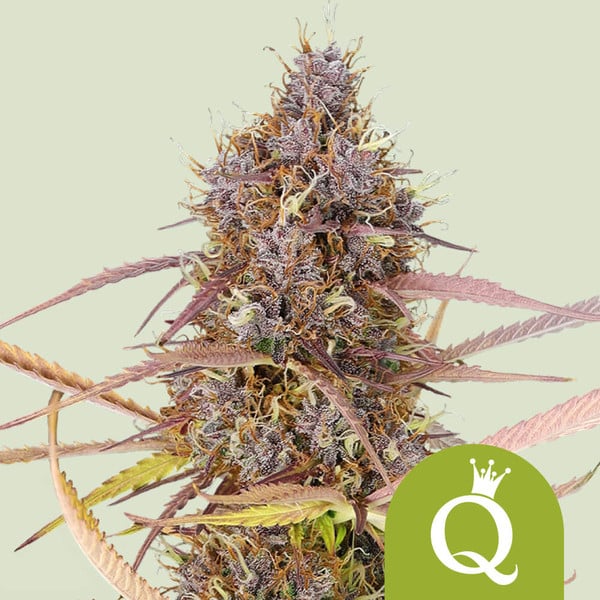 SEMILLAS ROYAL QUEEN SEED AUTO PURPLE QUEEN 1 UNIDAD - Natural Design