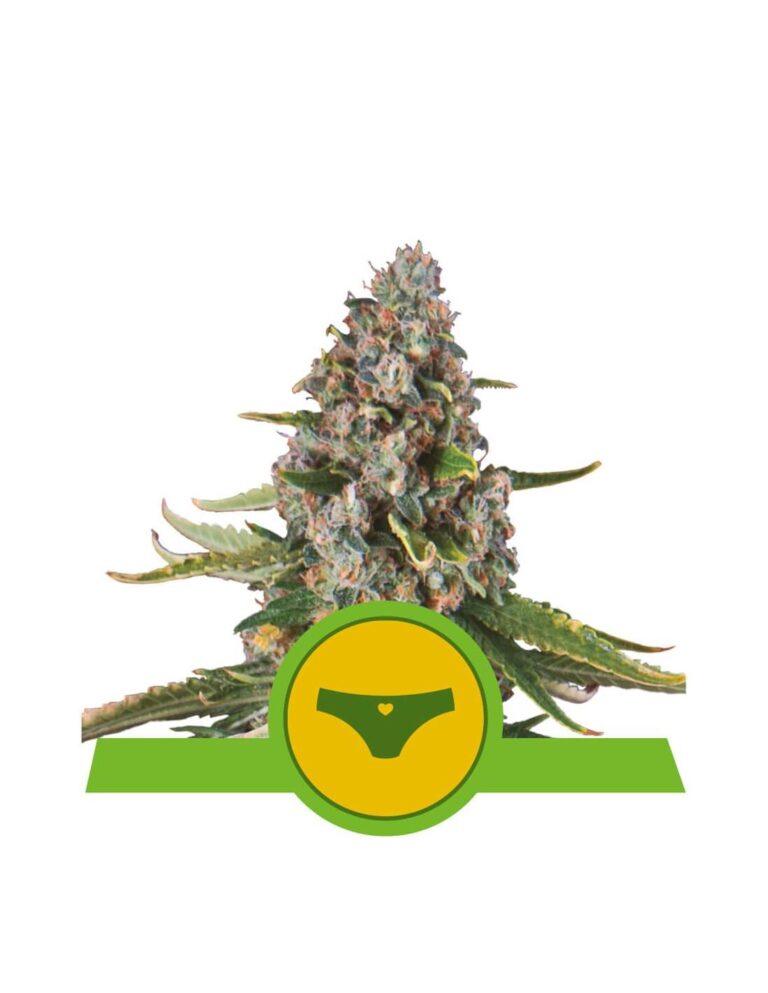 SEMILLAS ROYAL QUEEN SEED AUTO SHERBET QUEEN 1 UNIDAD - Natural Design